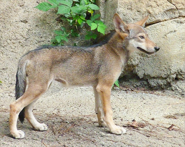 Red Wolf Pups | Nature Watch
