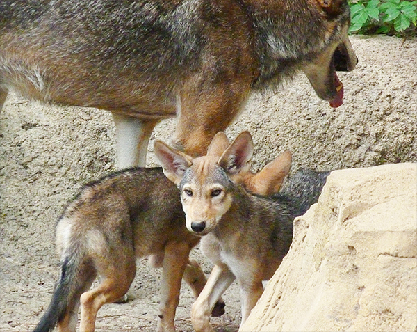 Red Wolf Pups | Nature Watch
