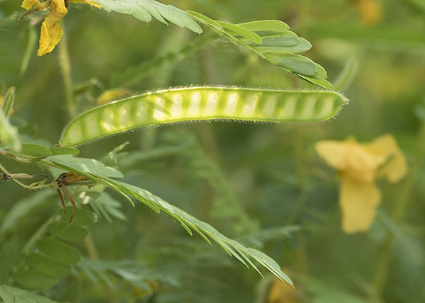 What You Could See… | Nature Watch