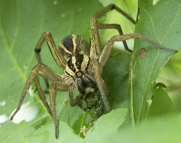 What You Could See… | Nature Watch