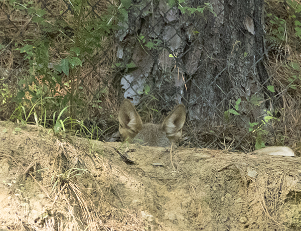 Red Wolves Howl | Nature Watch