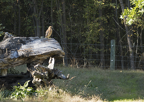 The Fall | Nature Watch