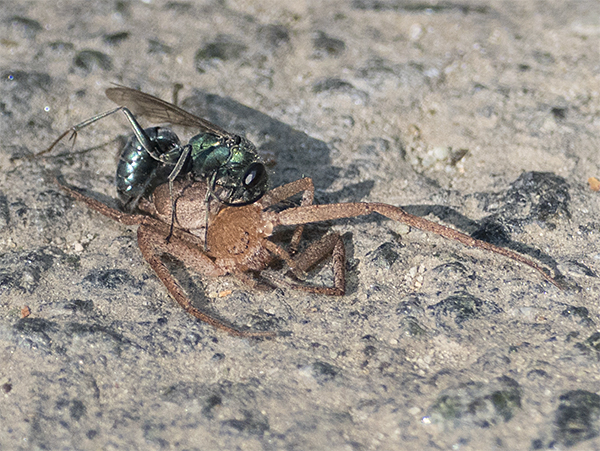 The Fall | Nature Watch