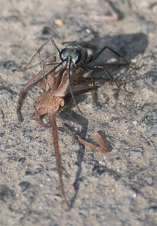 The Fall | Nature Watch