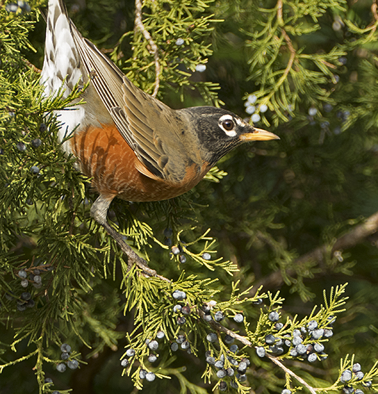 Robins and Berries | Nature Watch
