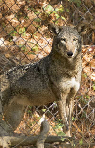 Red Wolves Have Arrived | Nature Watch