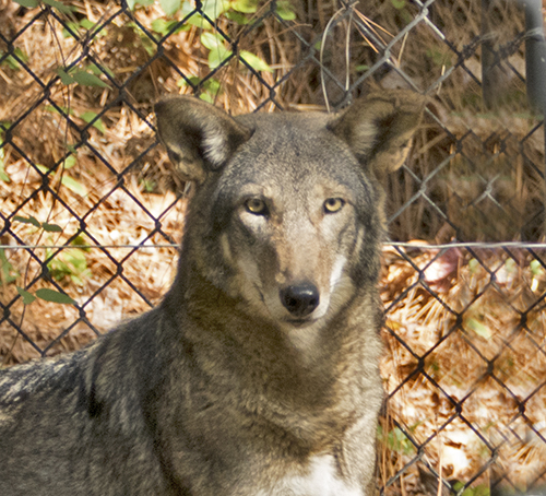 Male and Female Red Wolves | Nature Watch
