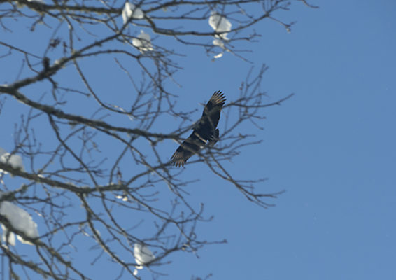 Quiz Bird: answer | Nature Watch