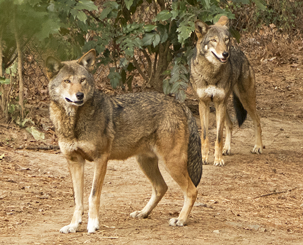 Red Wolves and Sap-sucking Woodpeckers | Nature Watch