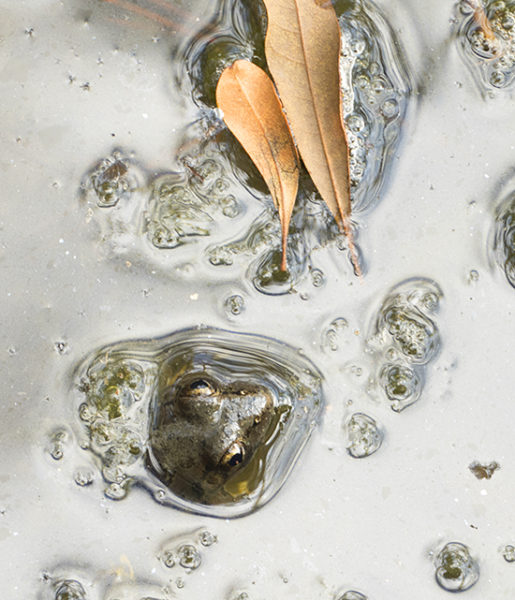 Pickerel Frogs | Nature Watch