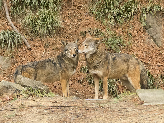 ‘Tis the Season – for Red Wolves | Nature Watch