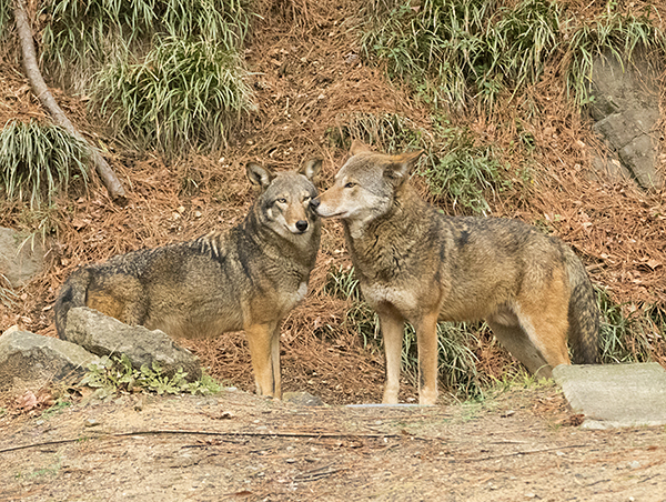 ‘Tis the Season – for Red Wolves | Nature Watch