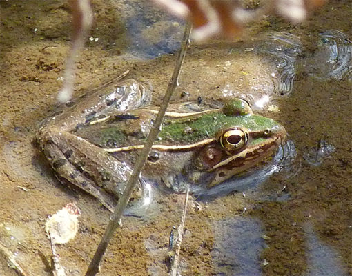 Pickerel Frogs | Nature Watch
