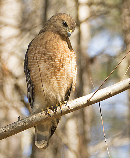 Hunting Hawk | Nature Watch