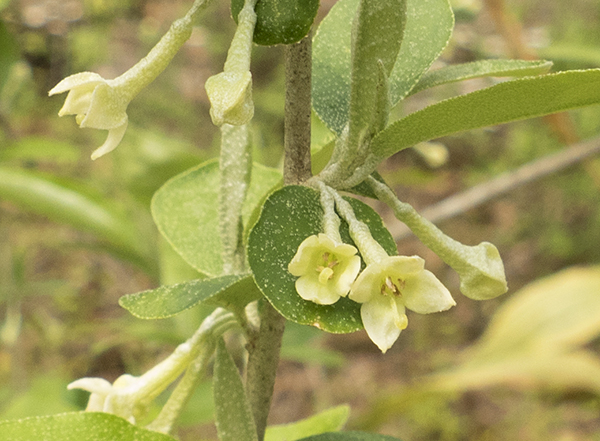 Steamrolling Along | Nature Watch