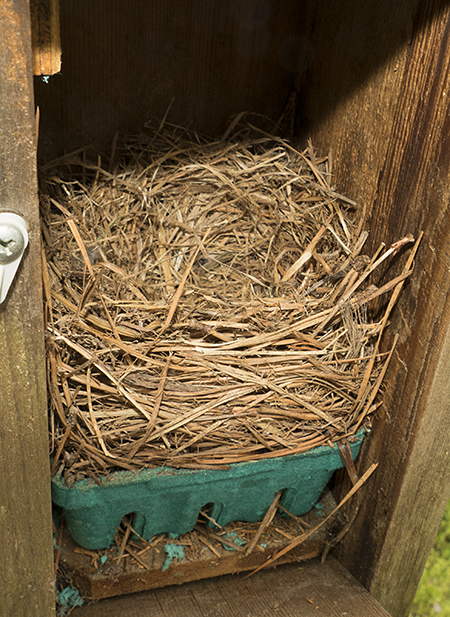 Nest Box Update 4.17.18 | Nature Watch