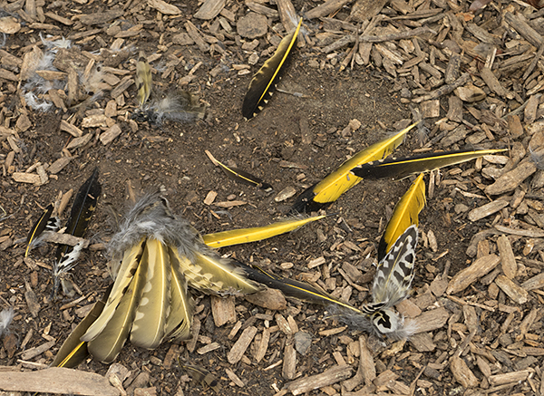 Steamrolling Along | Nature Watch