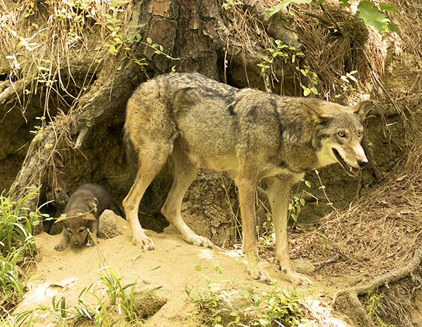 Red Wolf Pups | Nature Watch