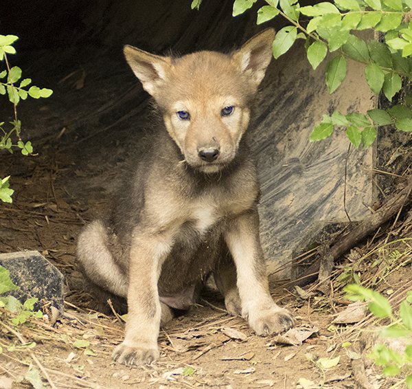 Red Wolf or…? | Nature Watch