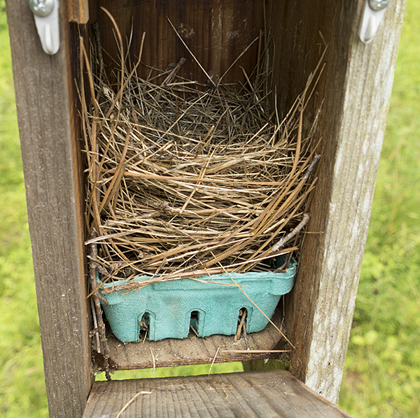 Nest Box Update 6.5.18 | Nature Watch