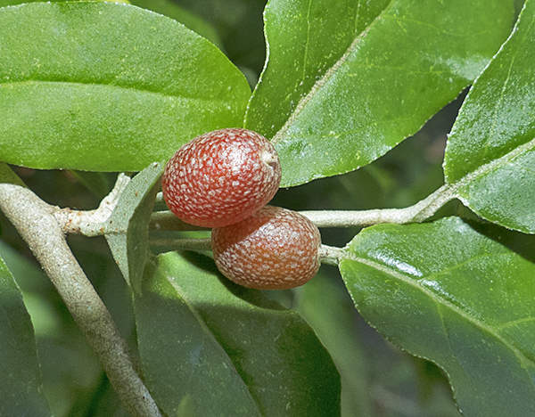 July, gone but not forgotten | Nature Watch