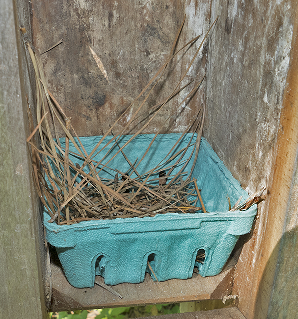 Nest Box Update 7.10.18 | Nature Watch