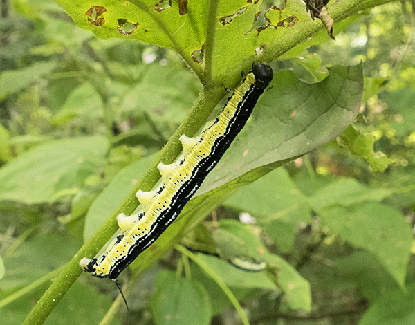 July, gone but not forgotten | Nature Watch