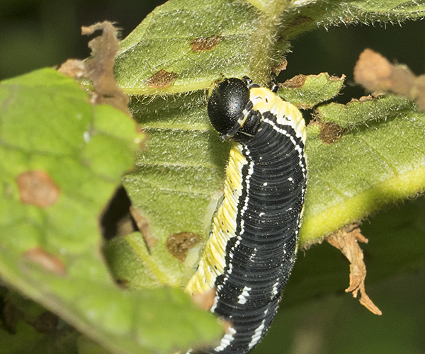 July, gone but not forgotten | Nature Watch