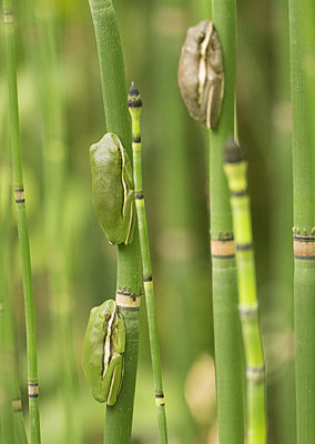 Colors of Green Tree Frogs | Nature Watch