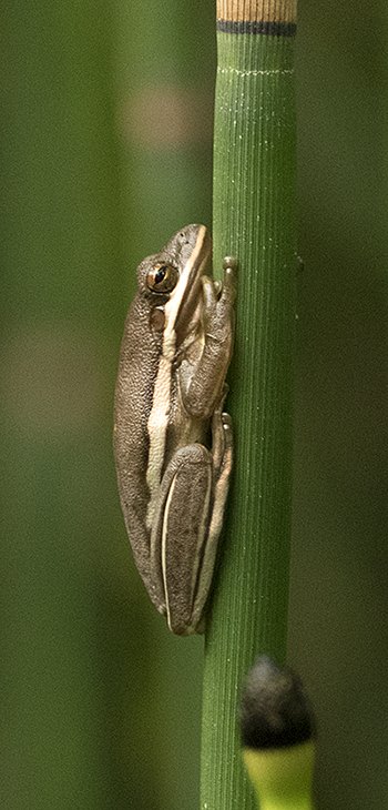 Colors of Green Tree Frogs | Nature Watch