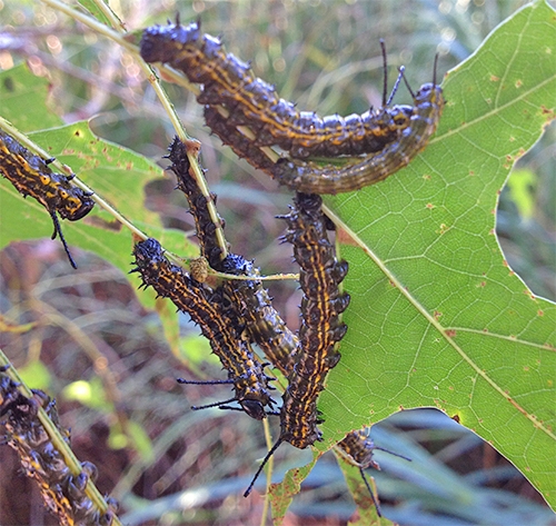 July, gone but not forgotten | Nature Watch