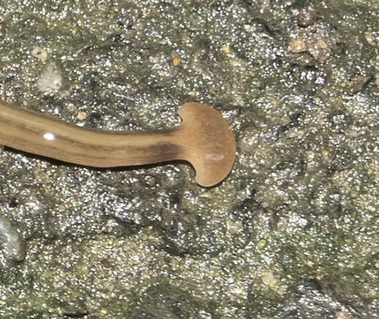 Some Sights From the Wild | Nature Watch