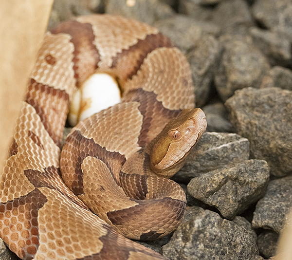 Copperhead Encounter | Nature Watch
