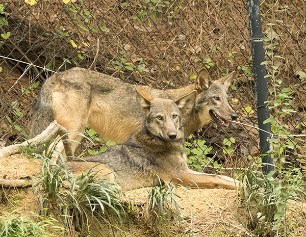 Season Changes and The Wolves | Nature Watch