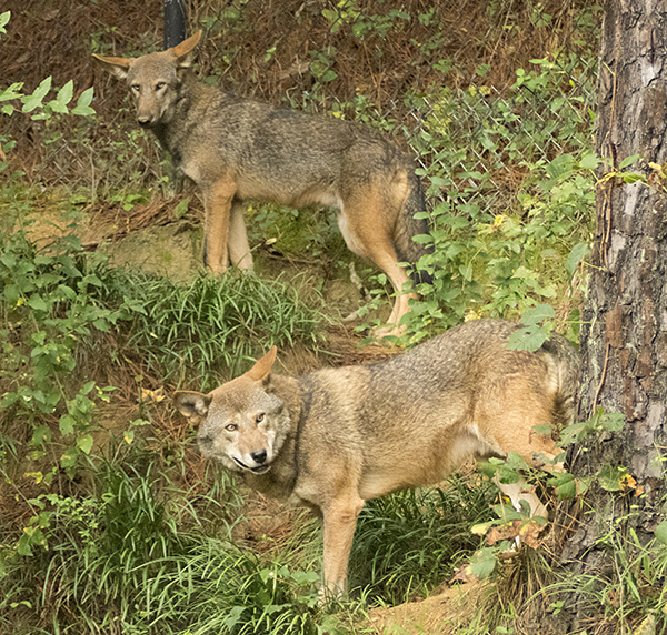 The Wolves ID’d | Nature Watch