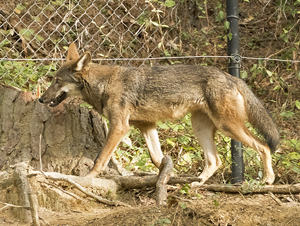 The Wolves ID’d | Nature Watch