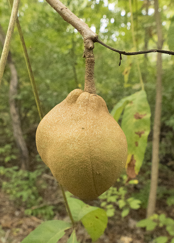 Falling Into Winter | Nature Watch