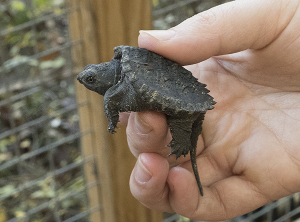 Falling Into Winter | Nature Watch