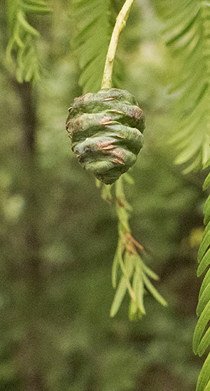 Falling Into Winter | Nature Watch