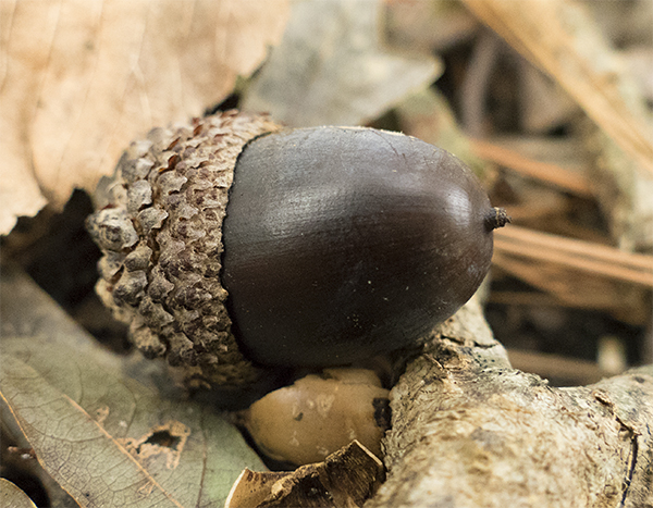 Falling Into Winter | Nature Watch