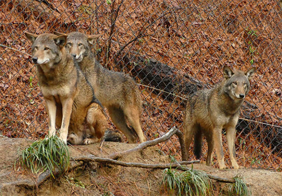 Red Wolf Update | Nature Watch