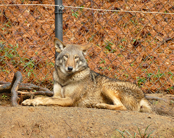 Red Wolf Update | Nature Watch