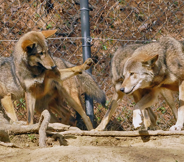 Red Wolf Photos | Nature Watch