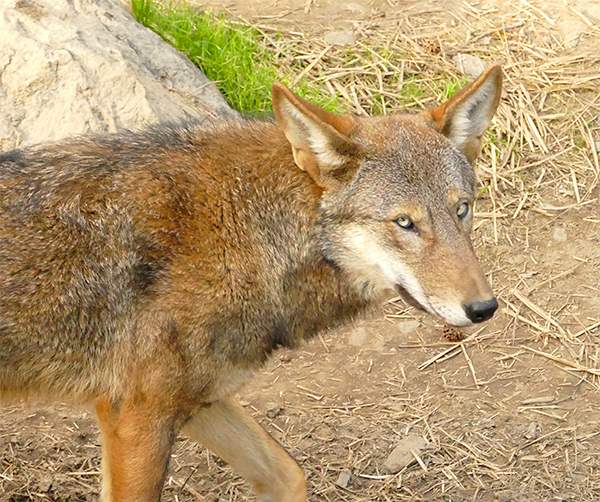Red Wolf Photos | Nature Watch