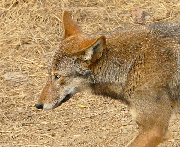 Red Wolf Photos | Nature Watch