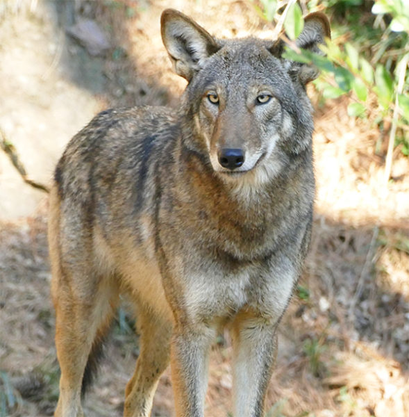 Red Wolf Photos | Nature Watch