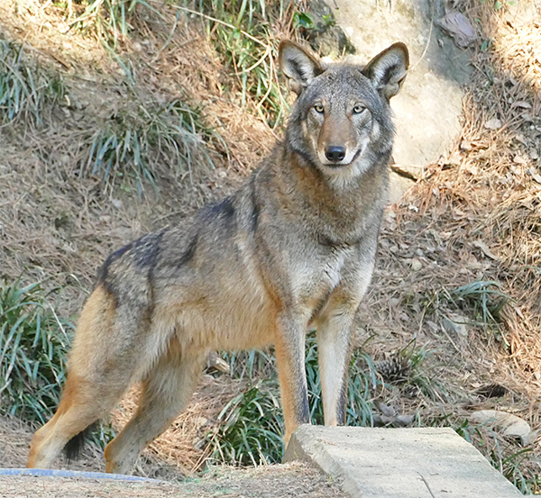 Red Wolf Photos | Nature Watch