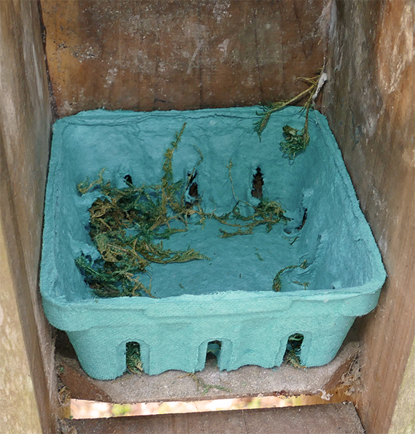 Nest Box Update 3.18.19 | Nature Watch