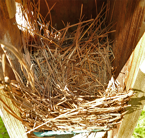 Nest Box Update 4.16.19 | Nature Watch