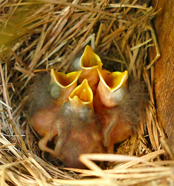 Nest Box Update 5.7.19 | Nature Watch